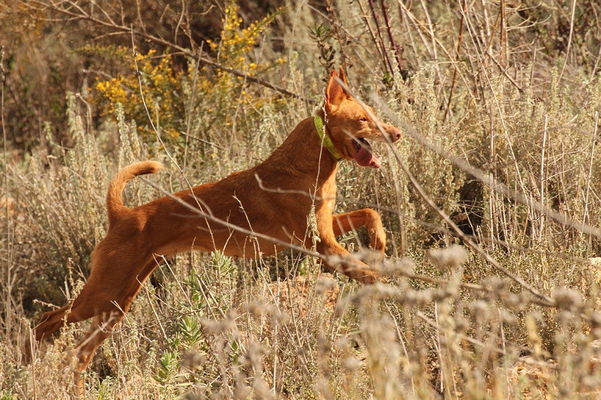 X CAMPEONATO DE ESPAÑA DE TRABAJO PARA PODENCO ANDALUZ, MANETO Y ORITO ...