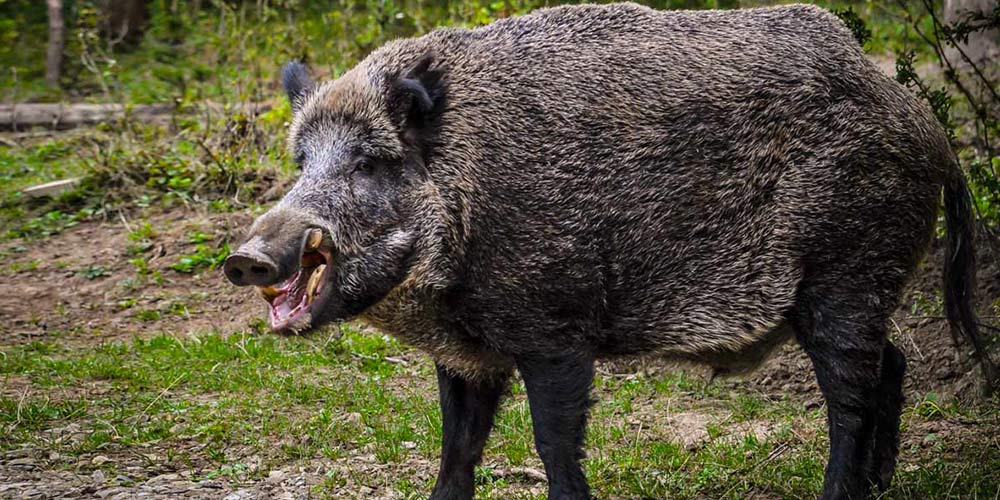 Rastro sobre jabalí - Real Federación Española de Caza