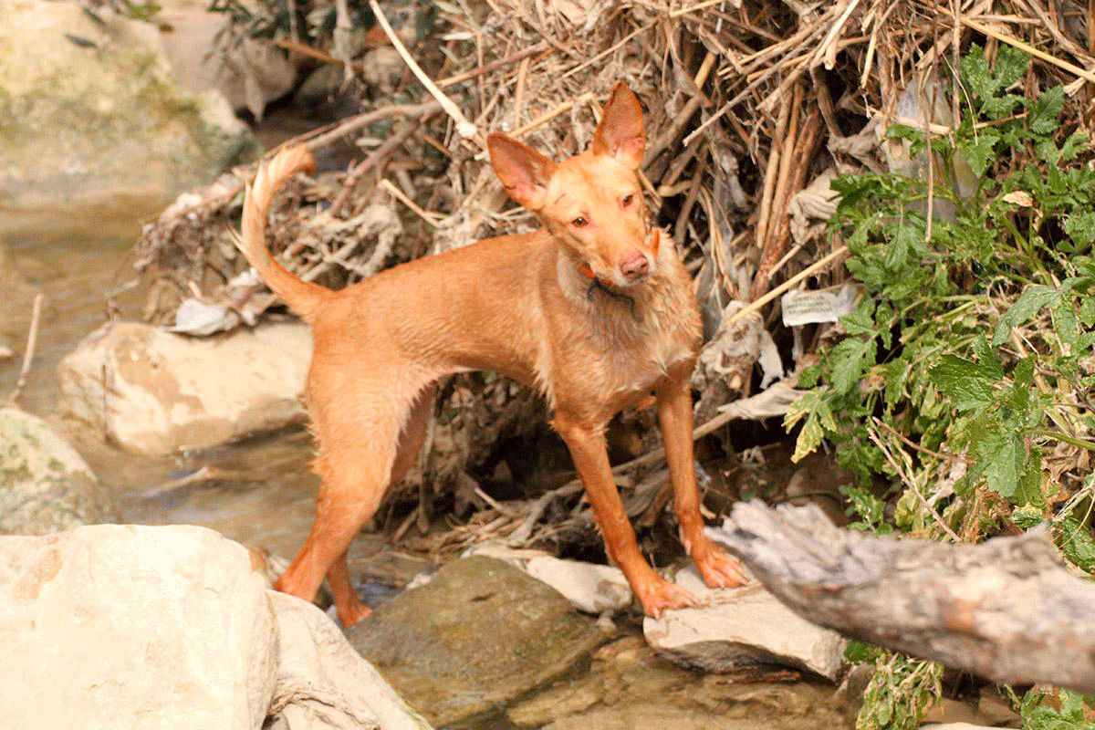 Podenco andaluz, maneto y orito español - Real Federación Española de Caza