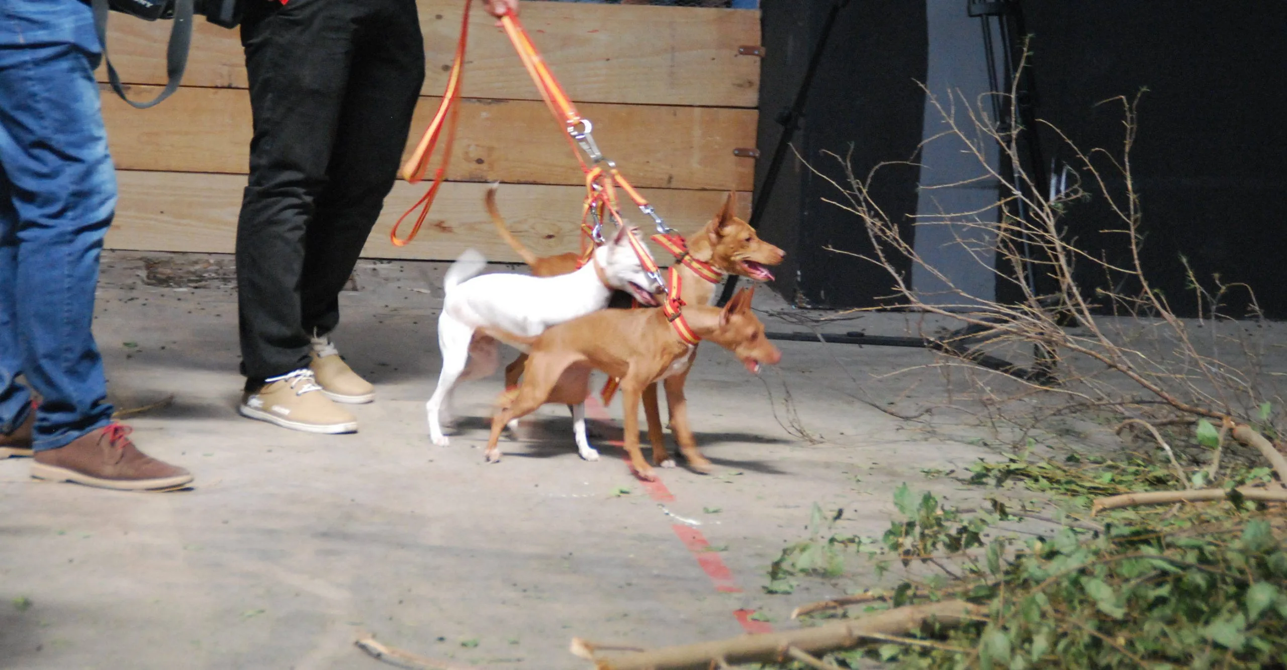 Podenco andaluz, maneto y orito español - Real Federación Española de Caza